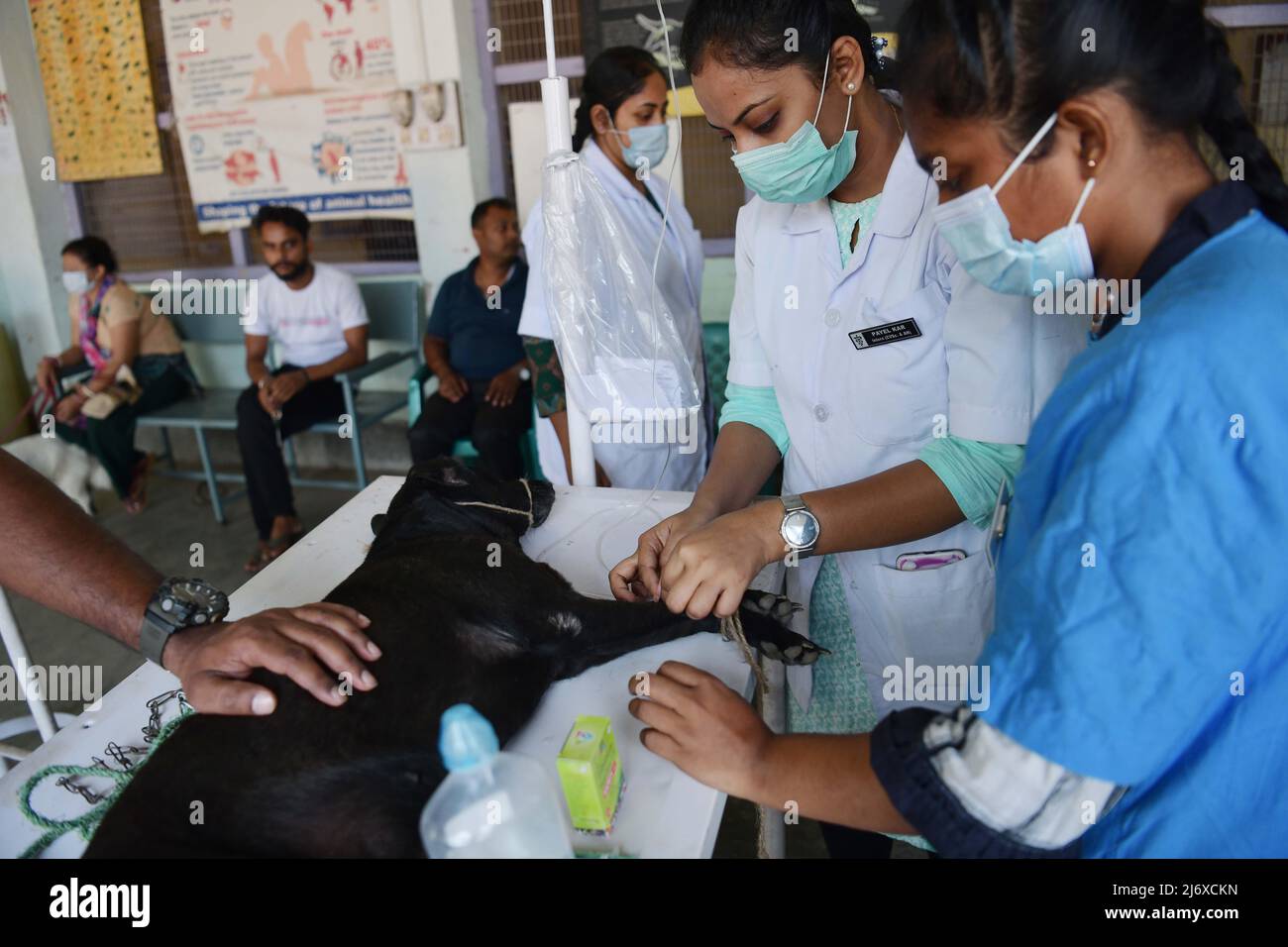 Veterinary doctors providing treatment to dogs on World Veterinary Day ...