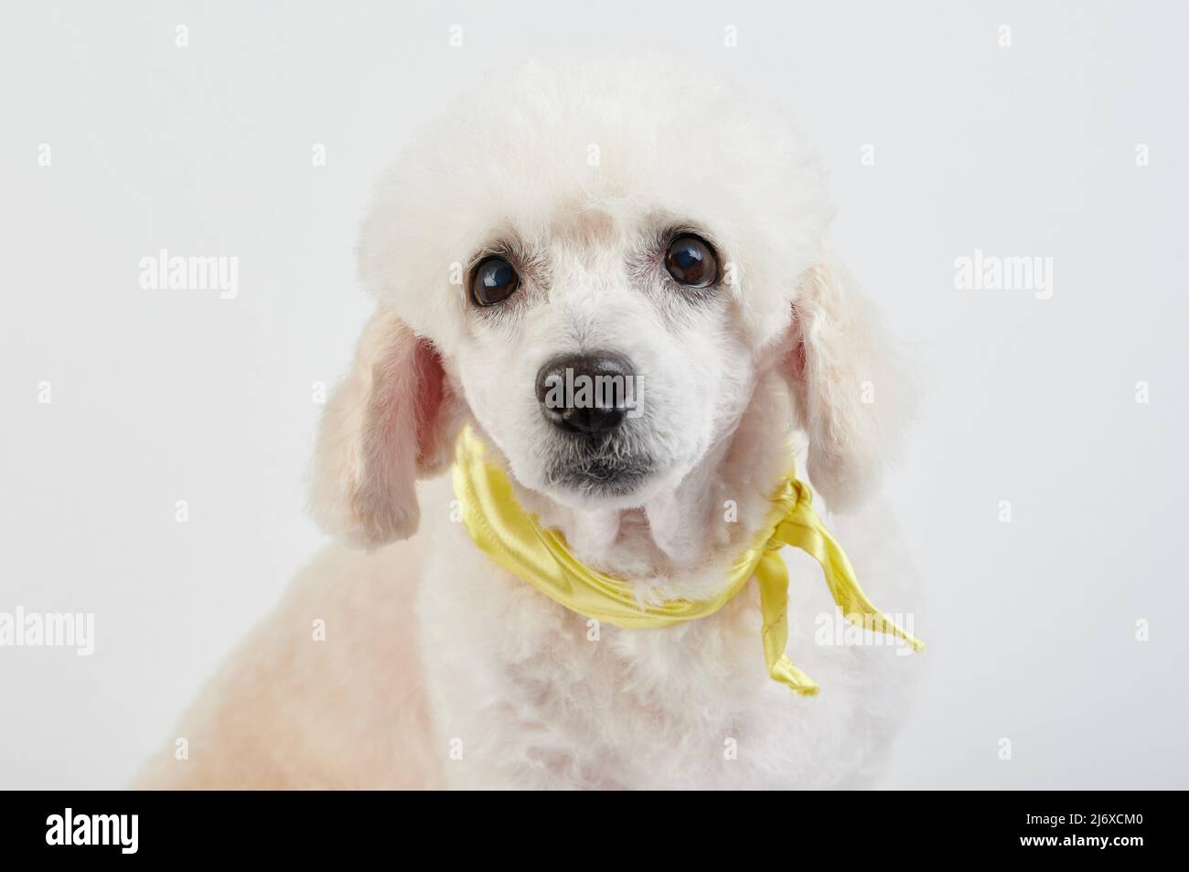 Cute white poodle dog portrait isolated on white studio background ...