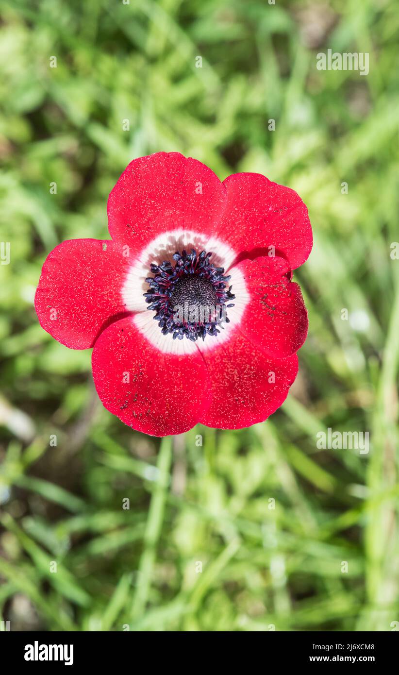 Red flowered Crown Anemone (Anemone coronaria Stock Photo - Alamy