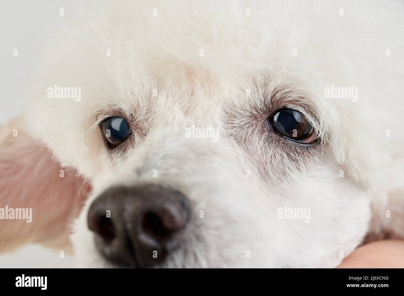 Eyes of white poodle dog close up view. Headshot of dog Stock Photo - Alamy
