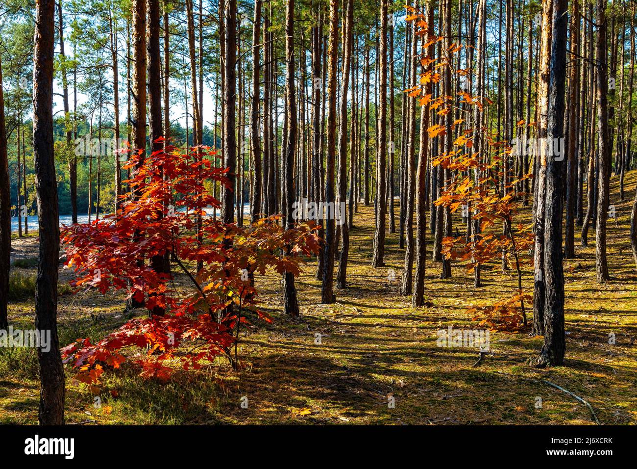 Autumn panorama of mixed forest thicket with colorful tree leaves ...