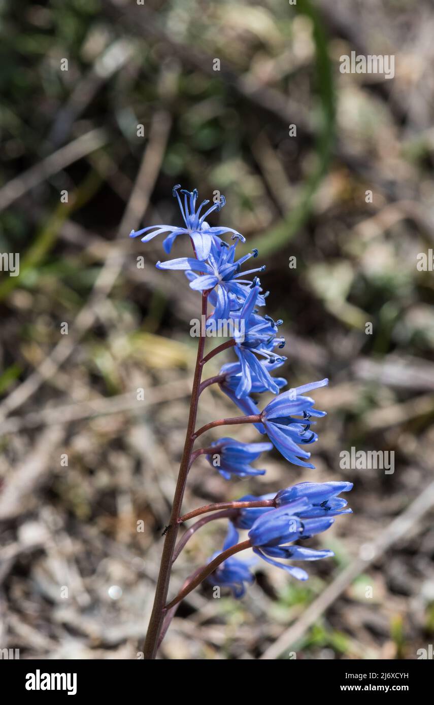 Alpine Squill (Scilla bifolia Stock Photo - Alamy