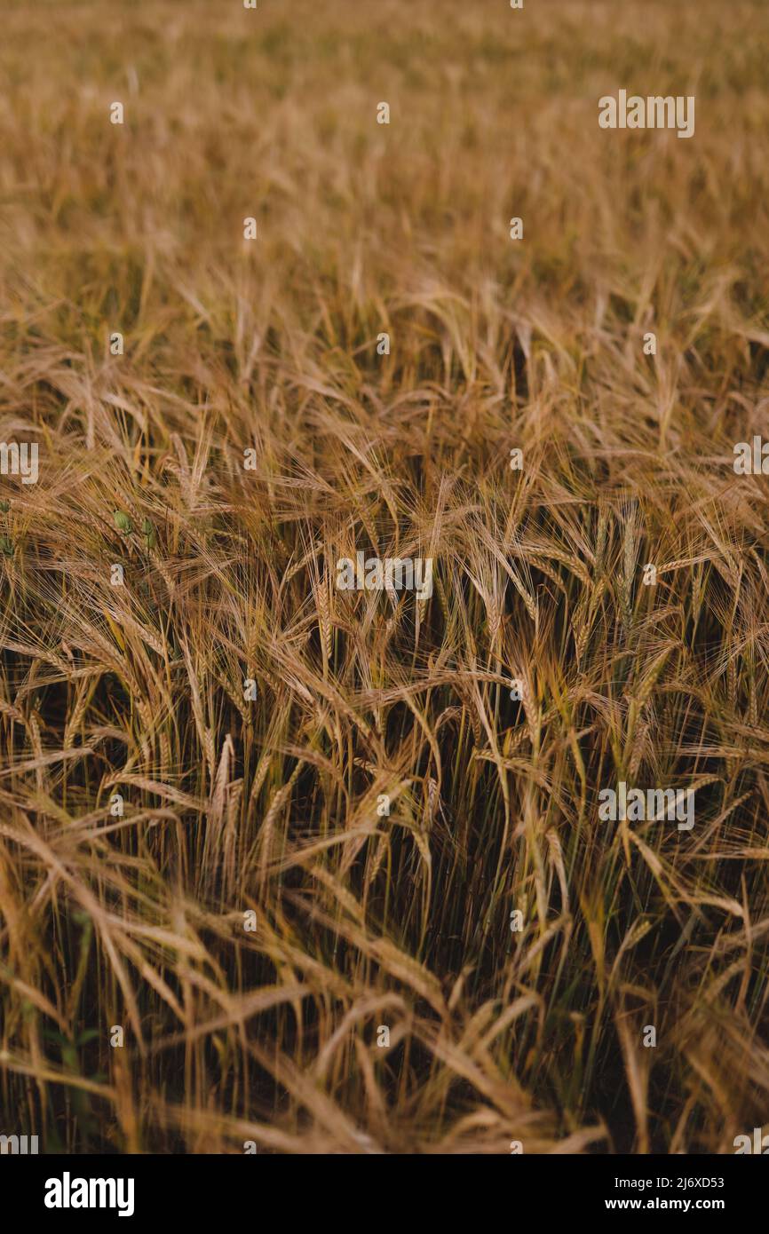 Growing texture hi-res stock photography and images - Alamy