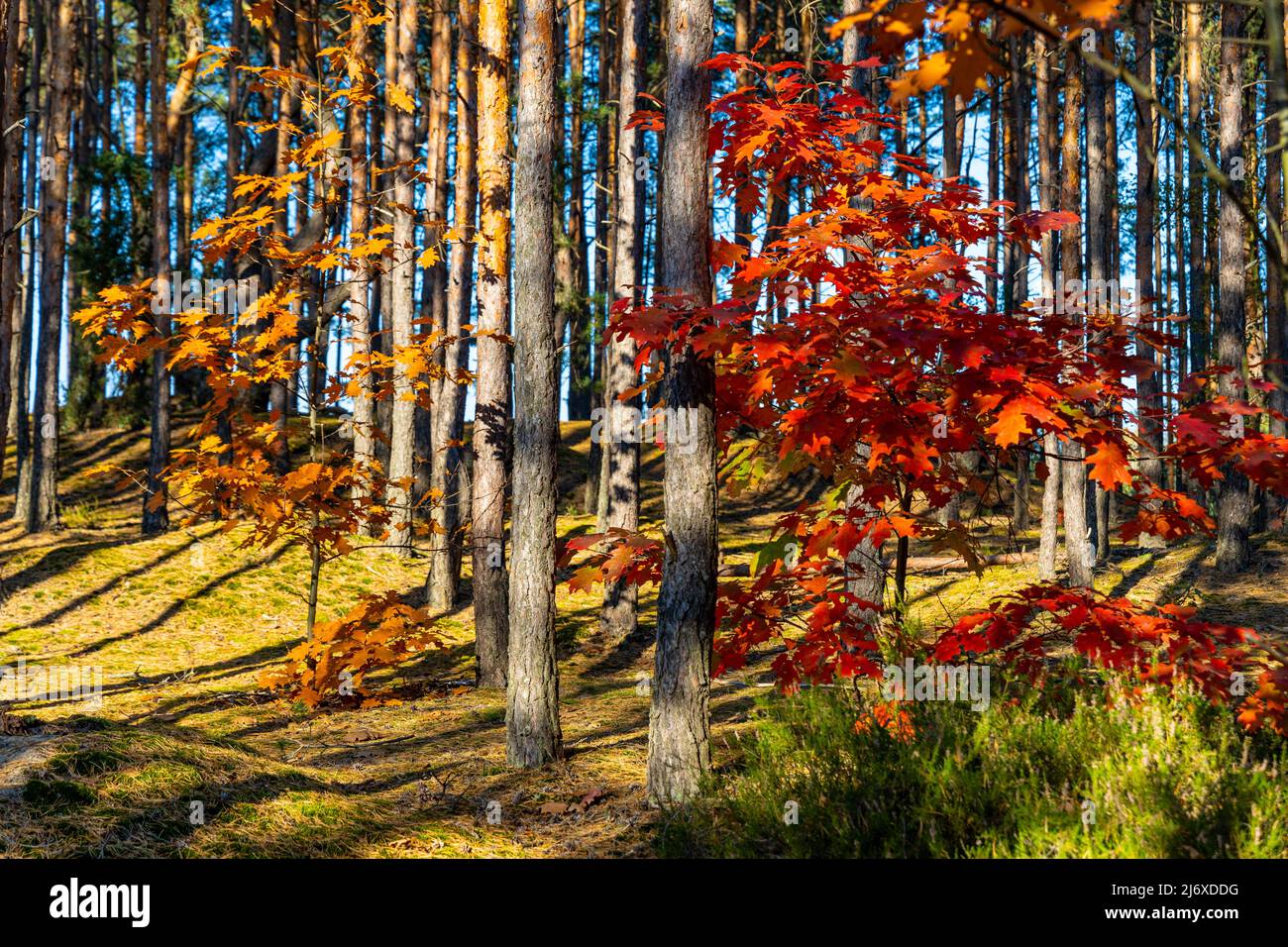 Mazowiecki park krajobrazowy hi-res stock photography and images - Alamy