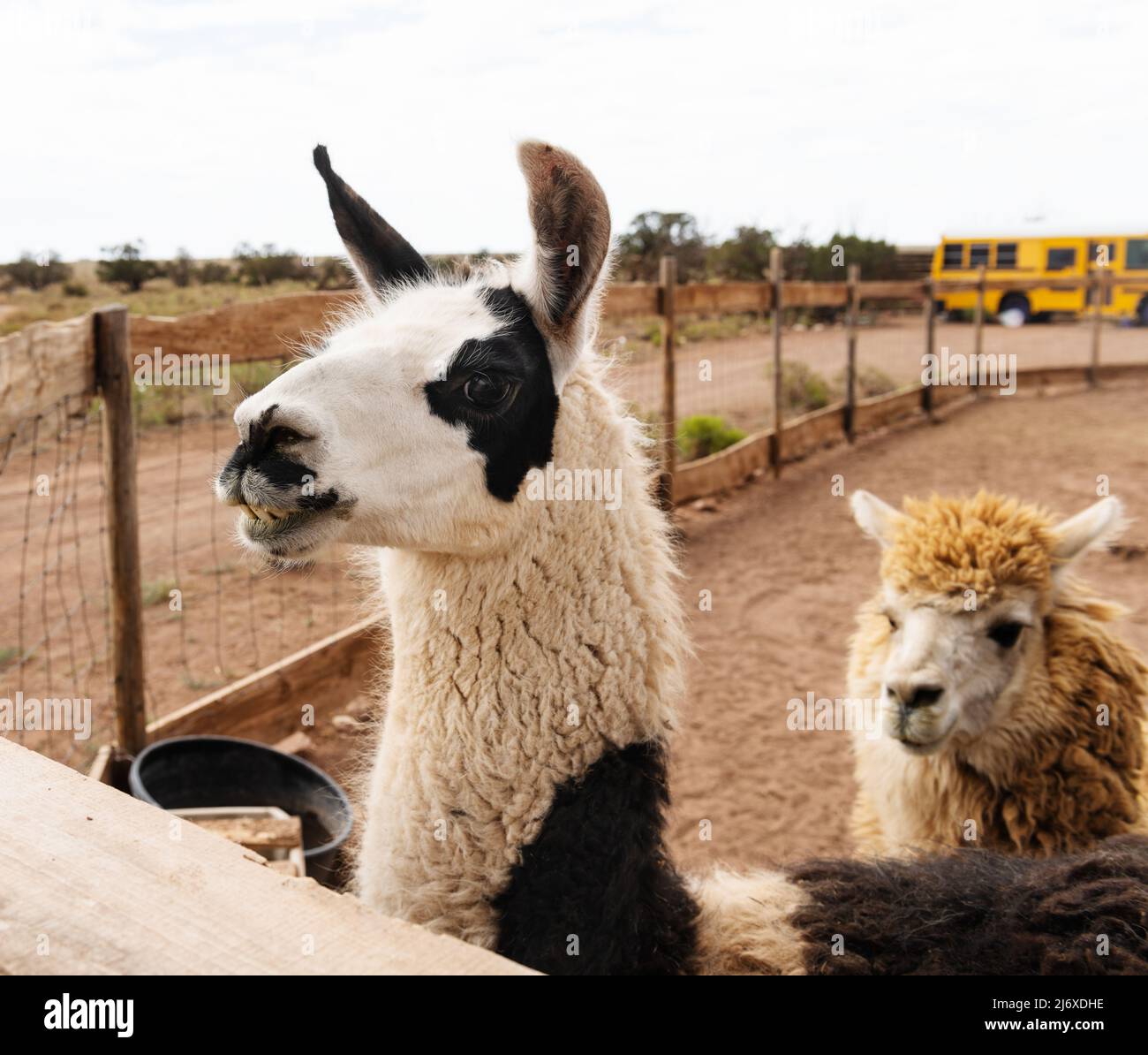 Domestic alpaca hi-res stock photography and images - Alamy
