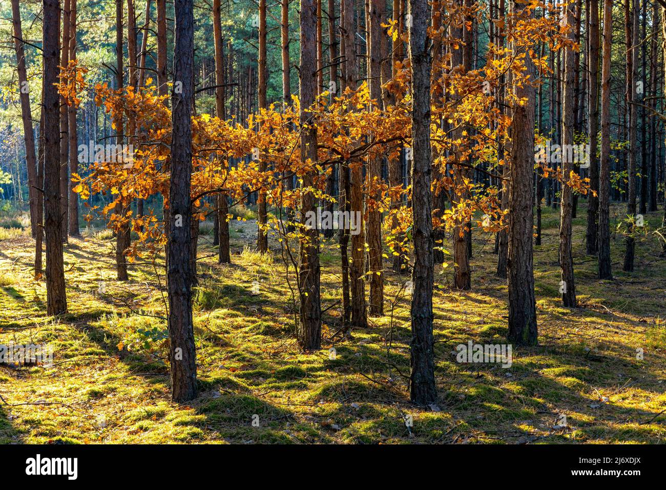 Mazowiecki park krajobrazowy hi-res stock photography and images - Alamy