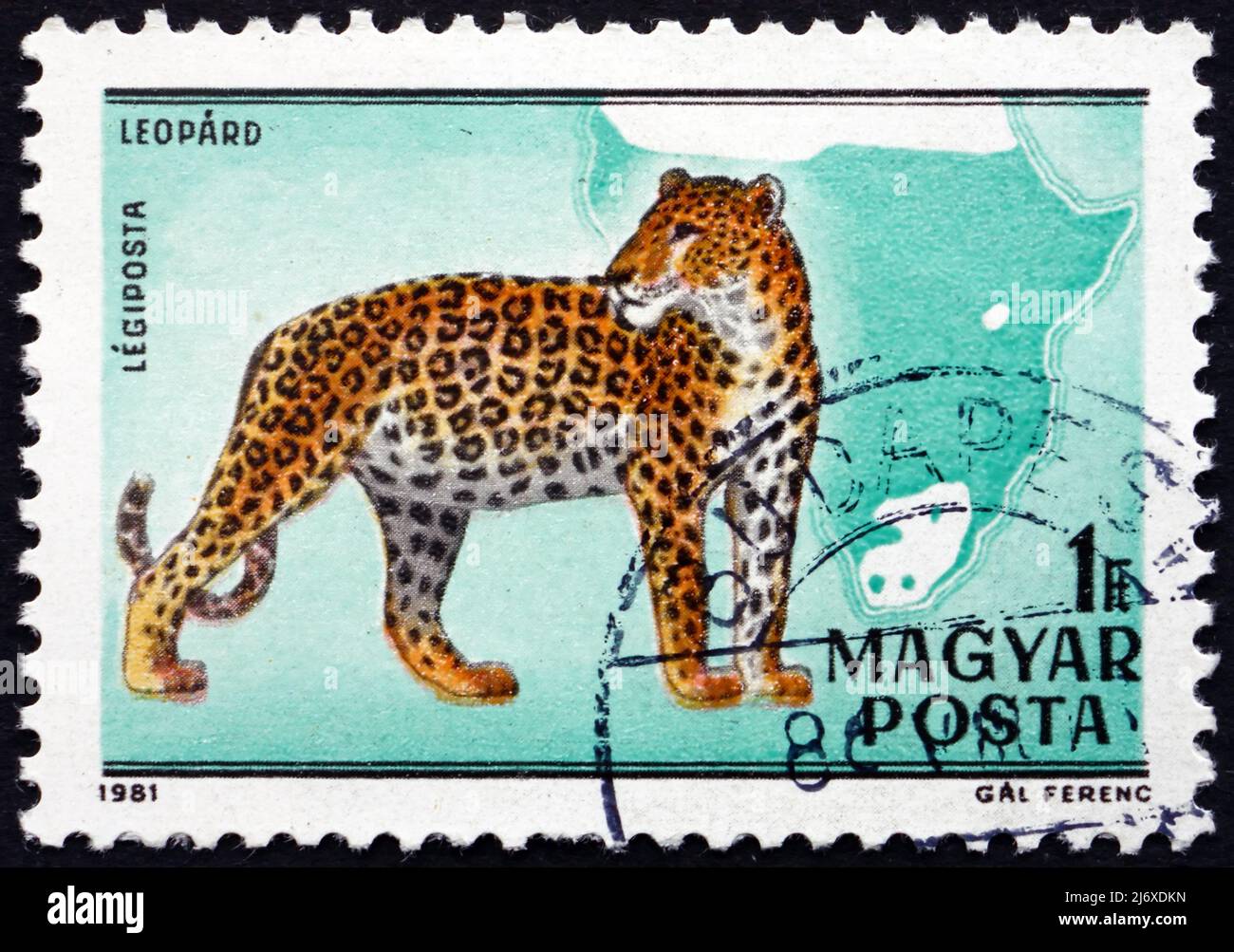 HUNGARY - CIRCA 1981: a stamp printed in the Hungary shows Leopard ...
