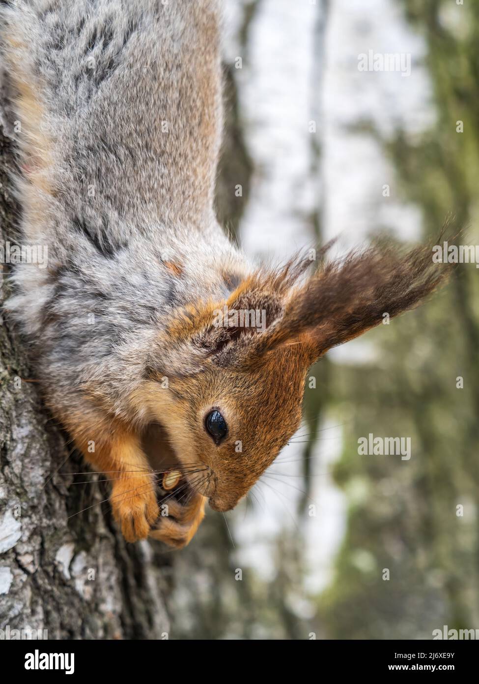 Squirrel eats a nut while sitting upside down on a tree trunk. The ...
