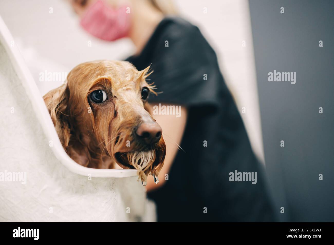 The dog bathes in the bathroom Stock Photo - Alamy