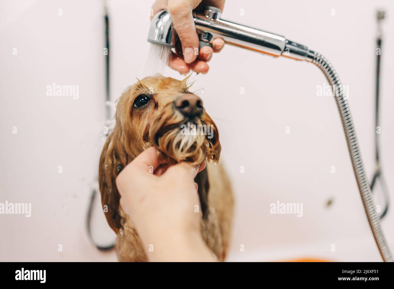 The dog bathes in the bathroom Stock Photo - Alamy