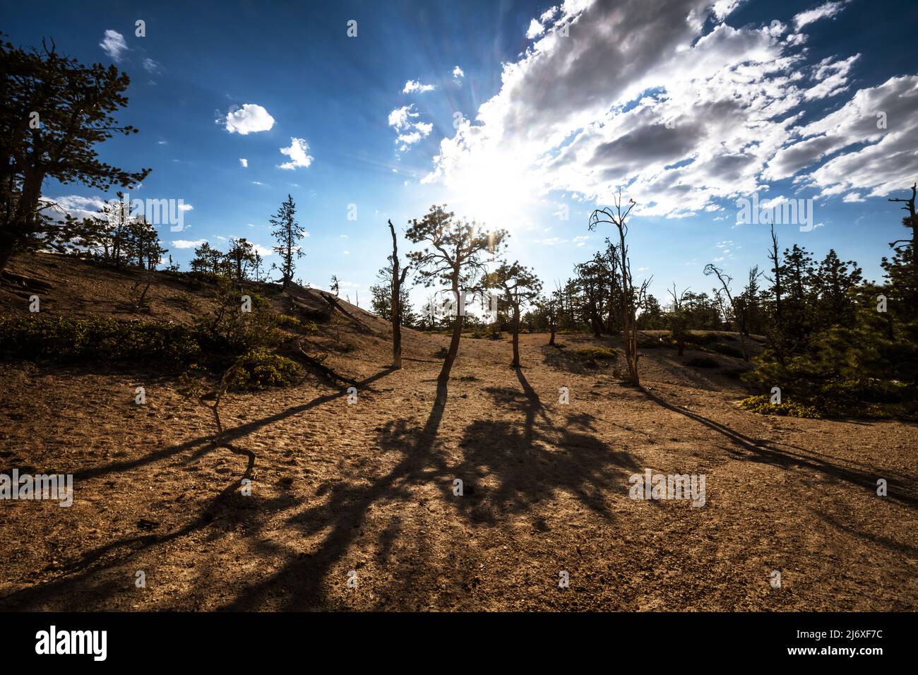 Trees in Bryce Canyon National Park, Utah Stock Photo - Alamy