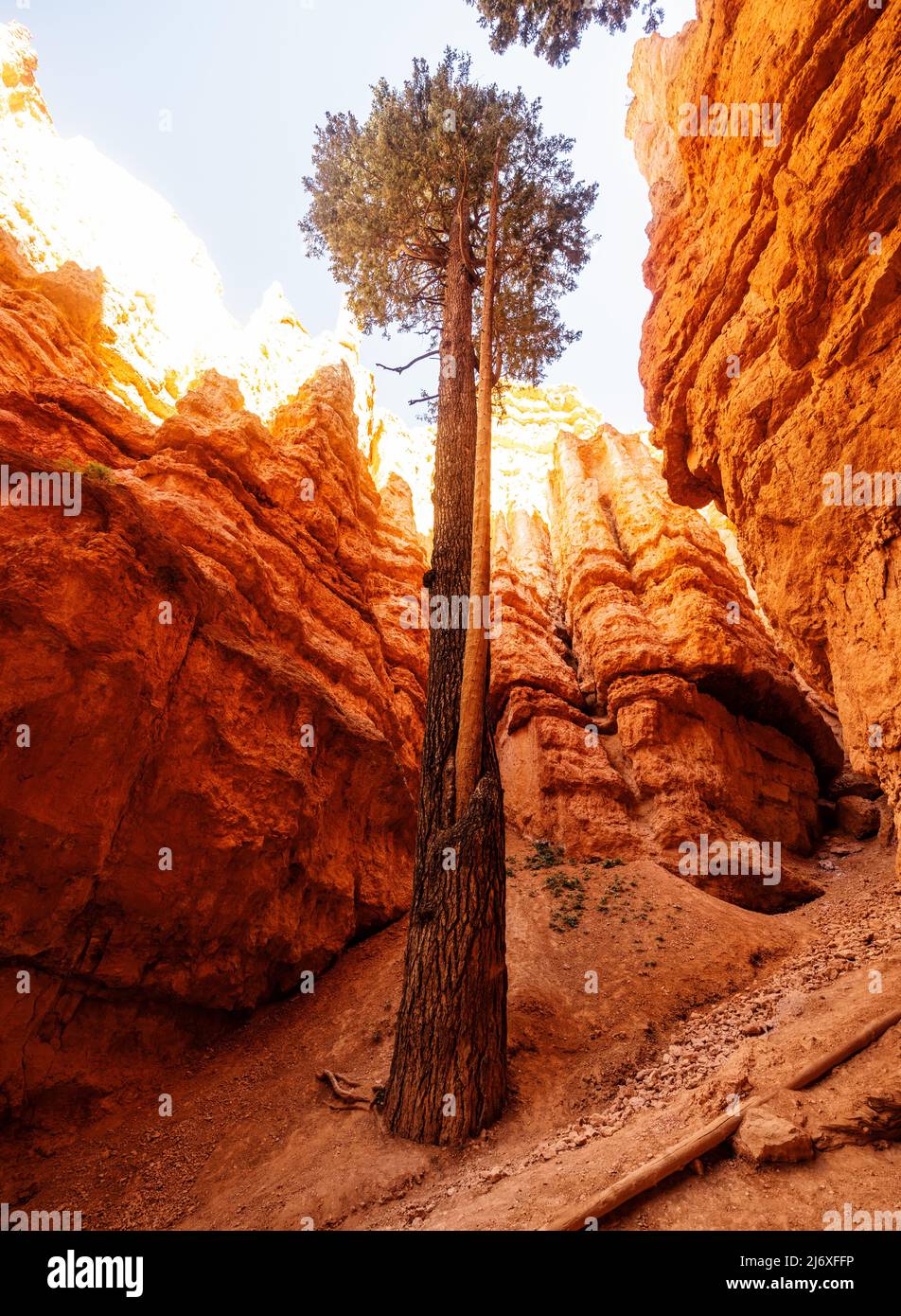 Navajo Loop Trail, Bryce Canyon National Park, Utah Stock Photo - Alamy