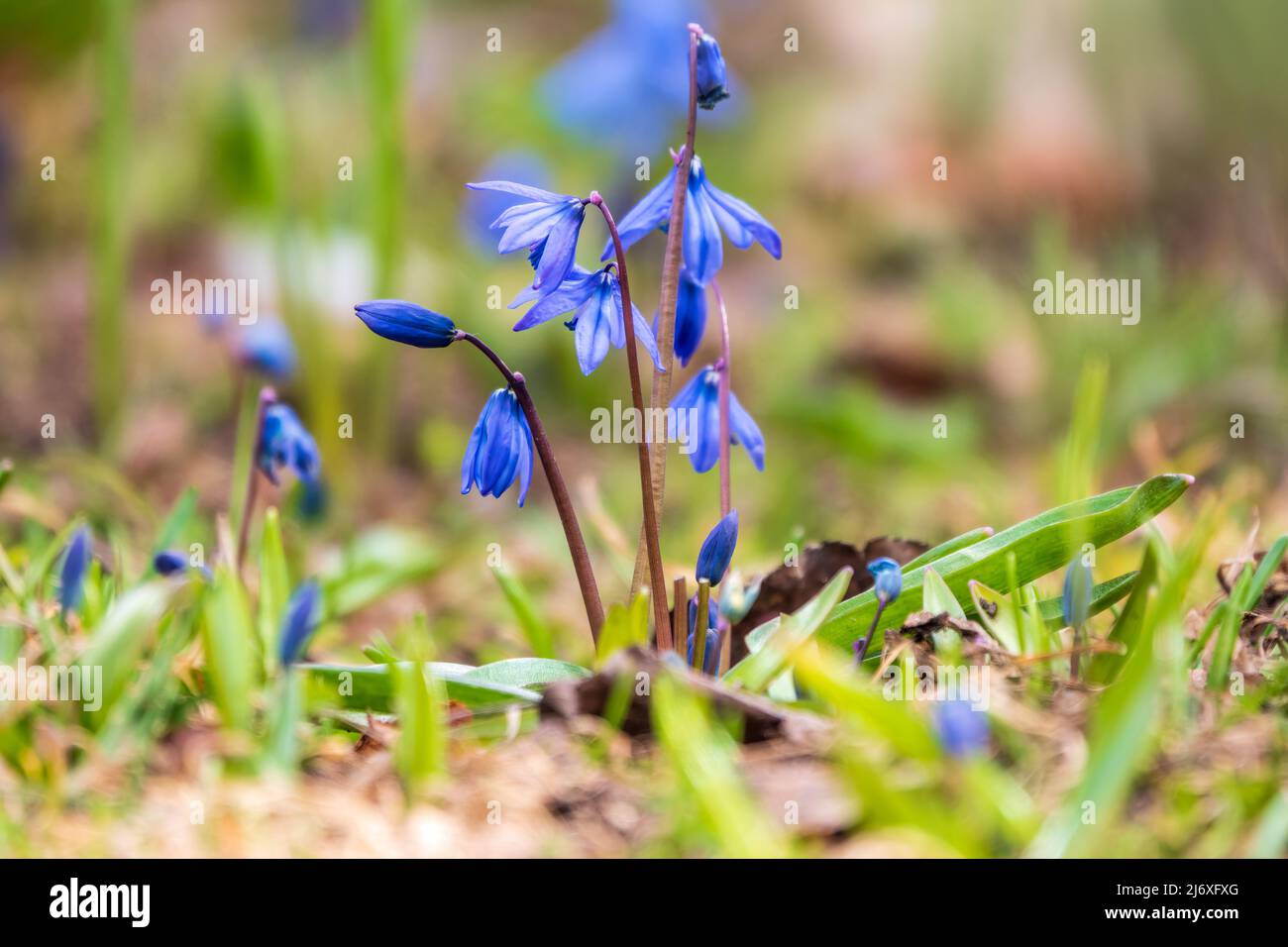 Blue flowers Siberian squill, wood squill, Scilla siberica meadow plant ...