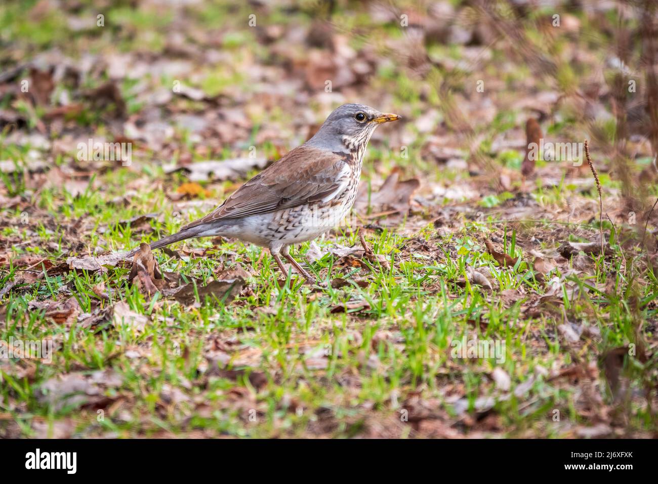 Collecting worms food lawn hi-res stock photography and images - Alamy
