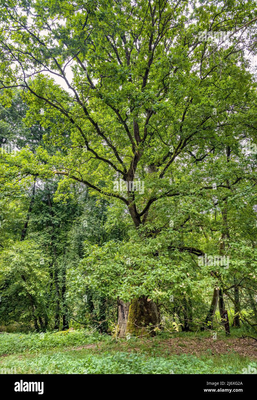 Natural tree monument Dab Bartus Oak, Quercus robur, in Bory Tucholskie ...
