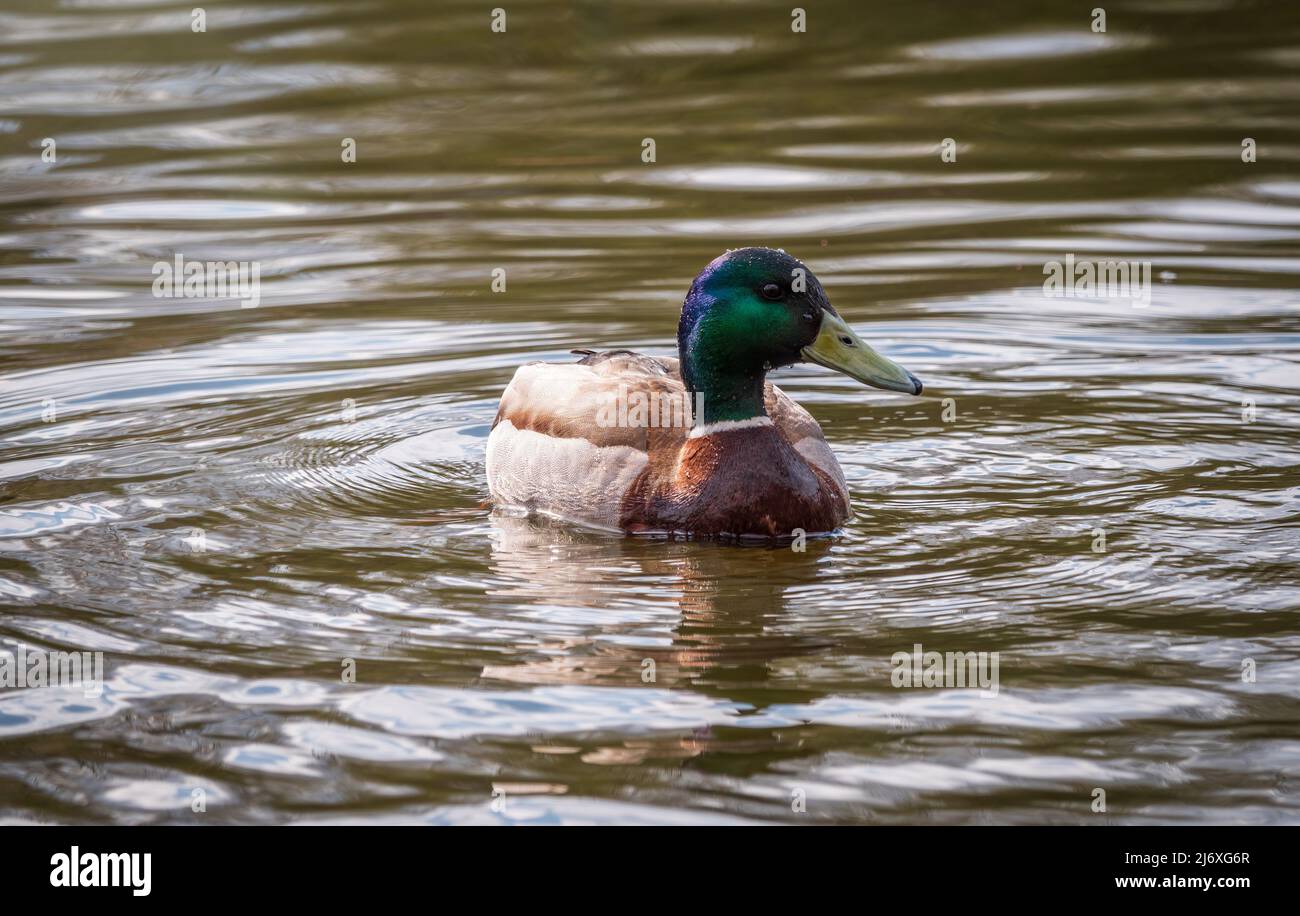 Duck swims in the pond. Portrait of a male of duck on the water ...