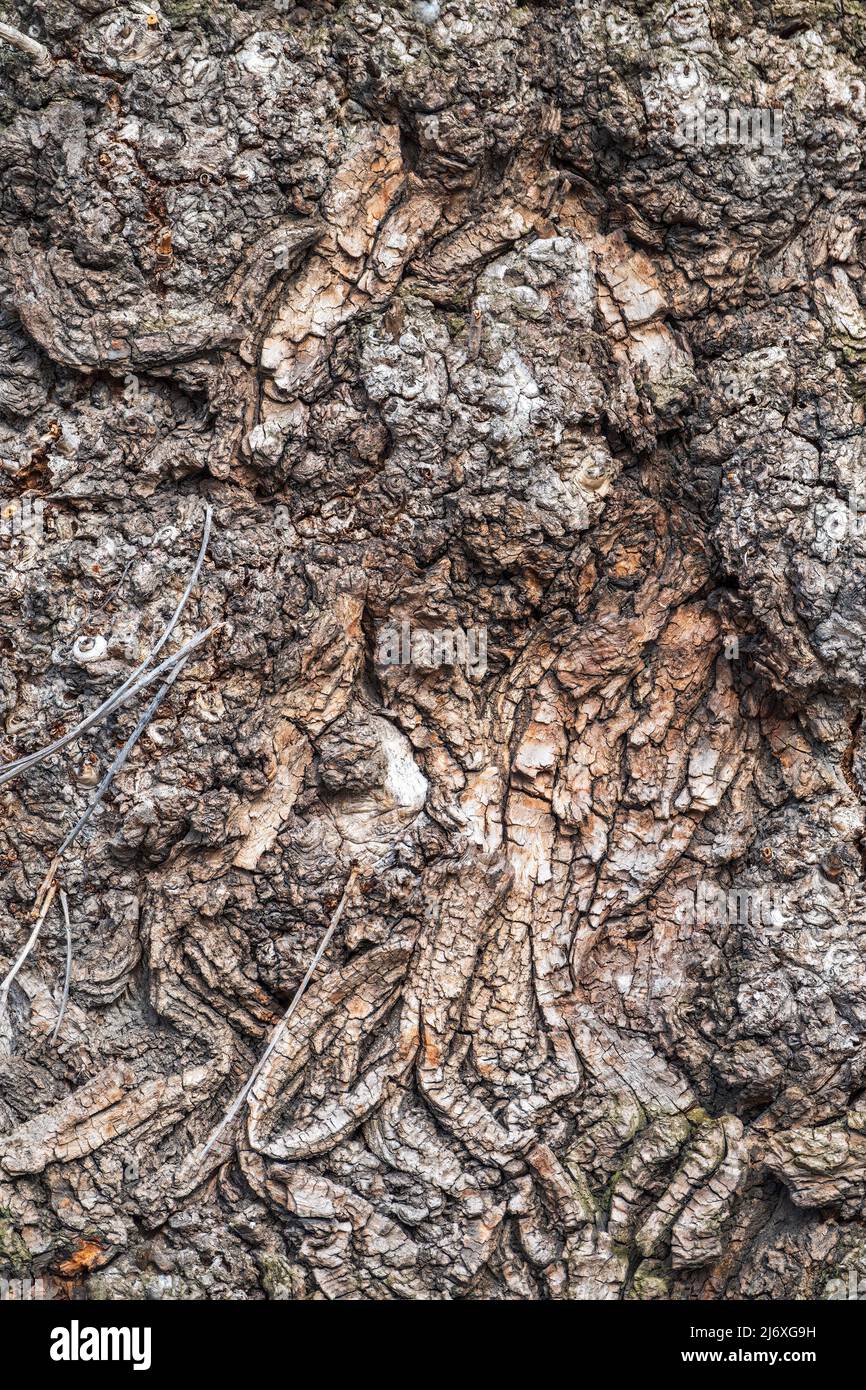 Poplar tree bark with wooden texture nature background. Texture of the ...