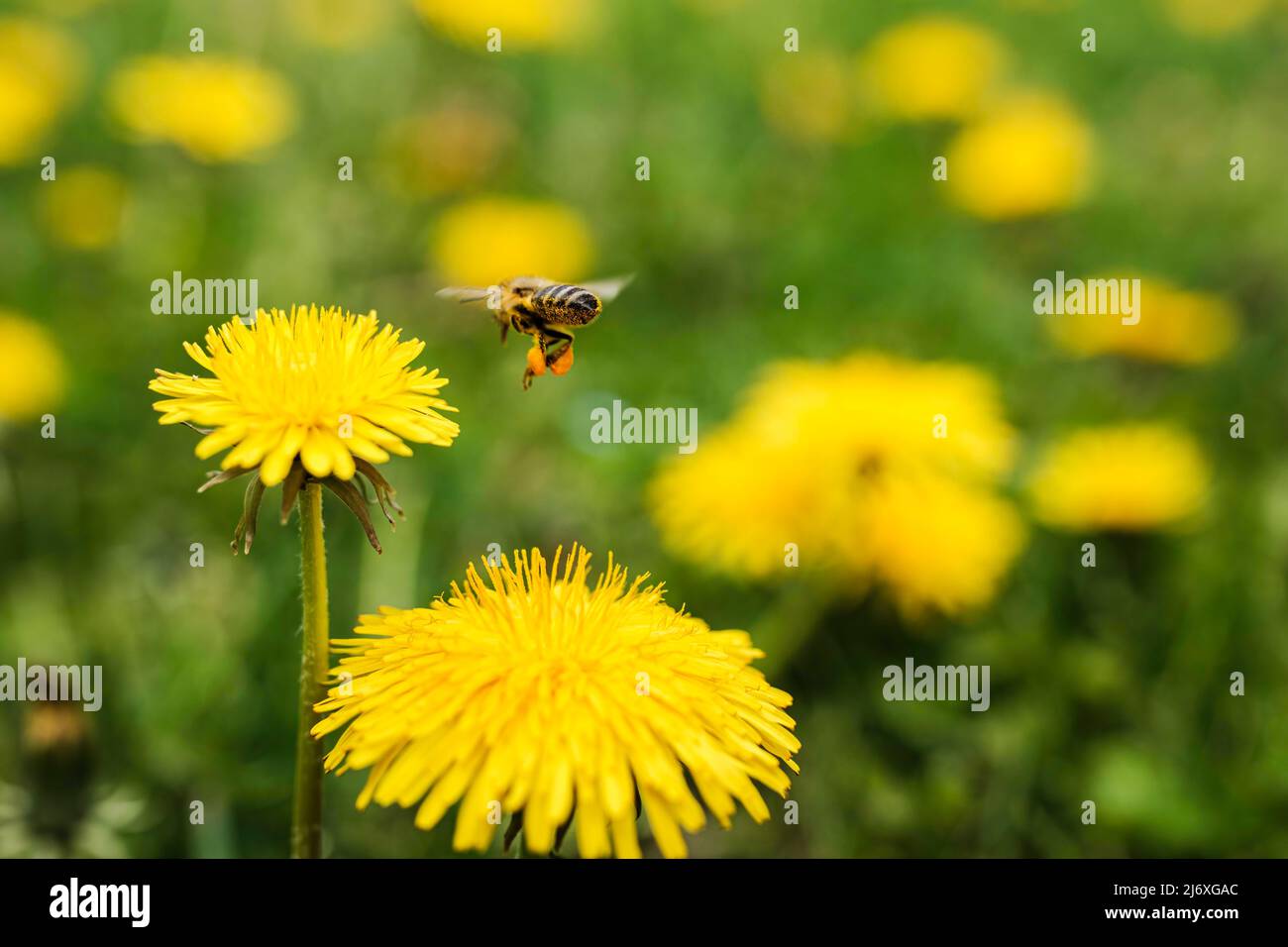 Detail closeup of honeybee, Apis Mellifera, european, western honey bee ...