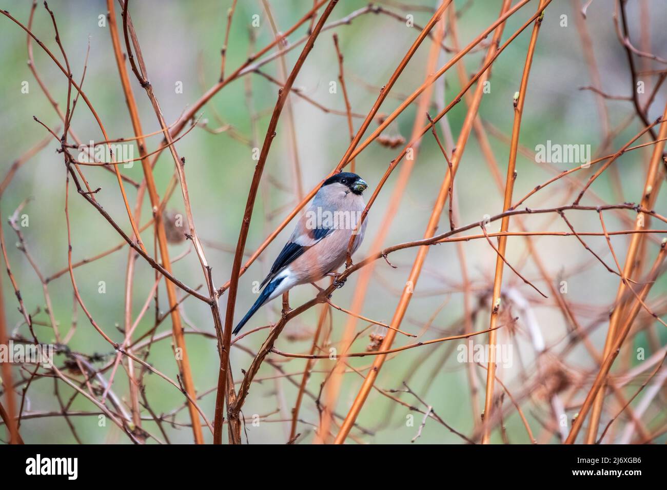 Bullfinch, pyrrhula pyrrhula, sitting on a branch branch with green ...