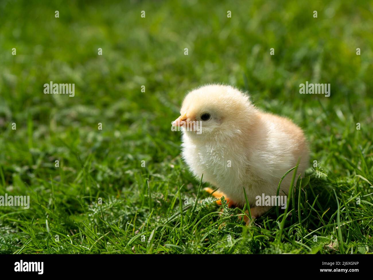 Small newborn chick stands on green grass. Spring mood. Background for ...