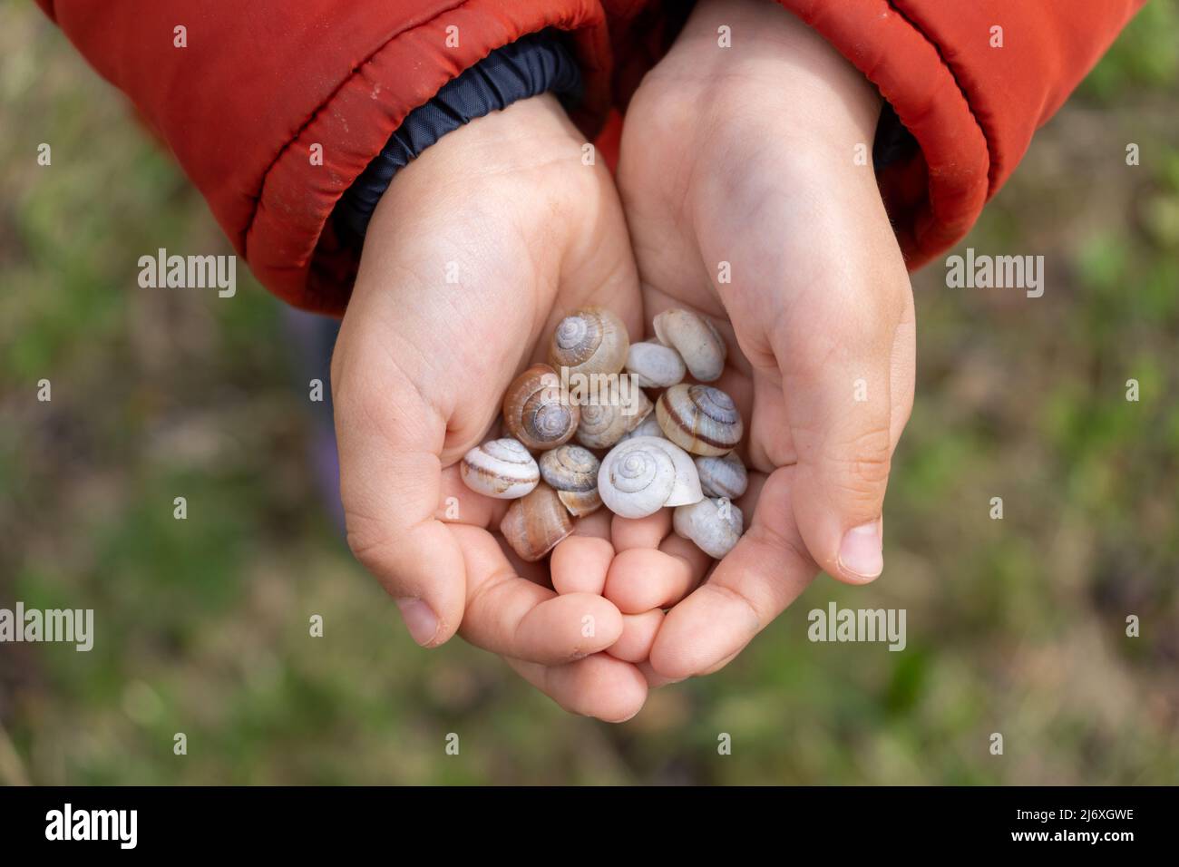 Child's hands close-up. The child holds seashells collected Stock Photo ...