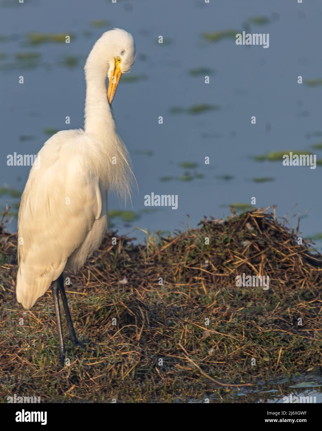 Egret cleaning feathers hi-res stock photography and images - Alamy