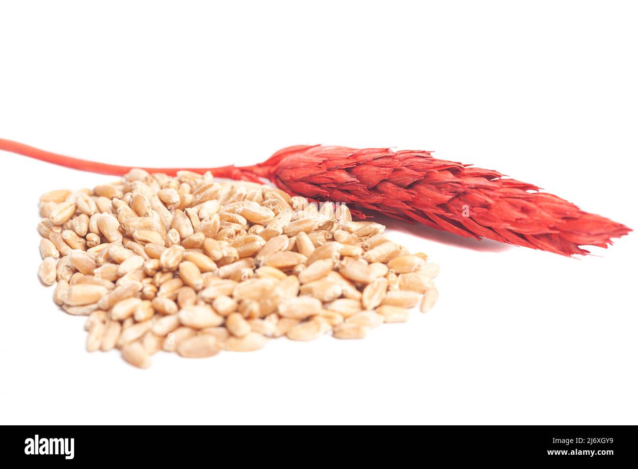 Wheat red ear and grains isolated on white background Stock Photo - Alamy