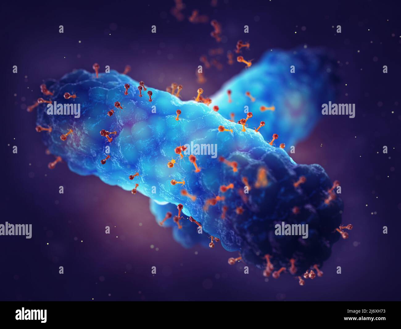 Bacteriophages (bacterial viruses) attacking bacteria. Bacteriophages ...