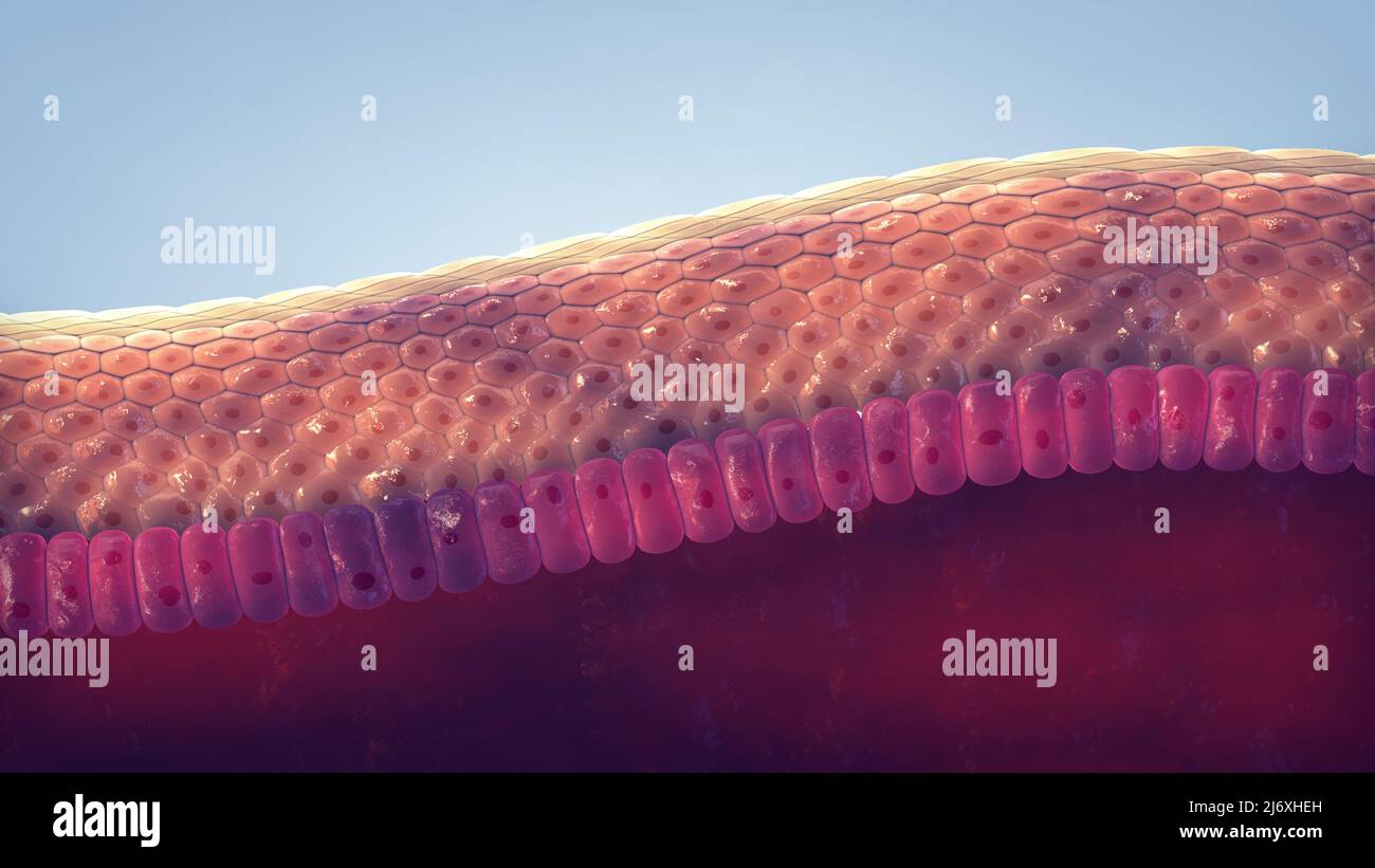 Human skin structure. The skin is the largest organ of the body. The ...