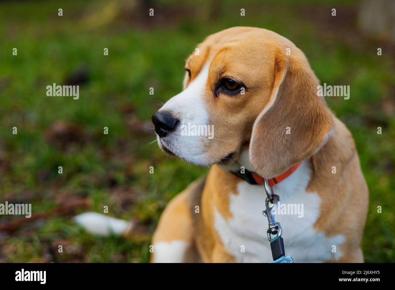 A Beagle dog looks thoughtfully into the distance Stock Photo - Alamy