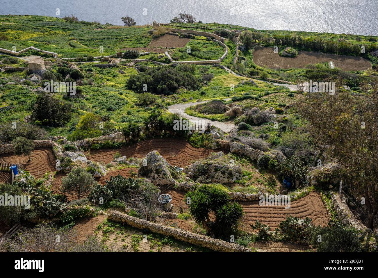 Terraced fields on a small farm beneath the Dingli Cliffs, Malta Stock ...