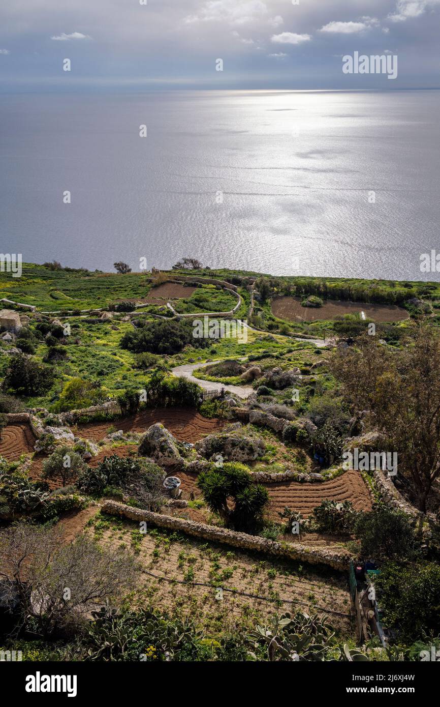 Terraced fields on a small farm beneath the Dingli Cliffs, Malta Stock ...