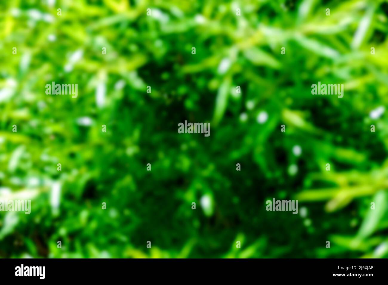 Background, blur, out of focus, bokeh. Cannabis Texture Background from ...