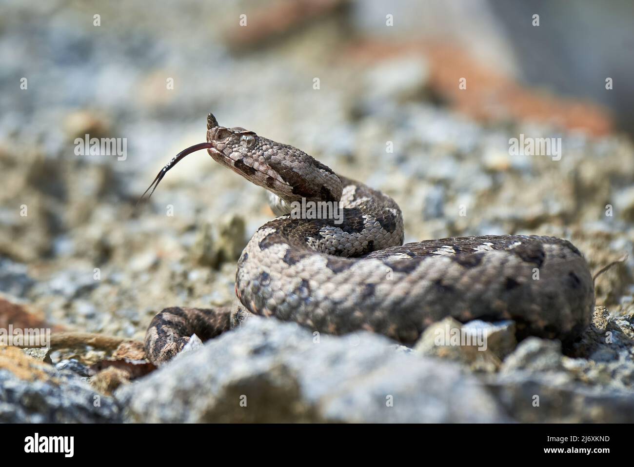 Nose-Horned Viper with forked tongue outside (Vipera ammodytes Stock ...