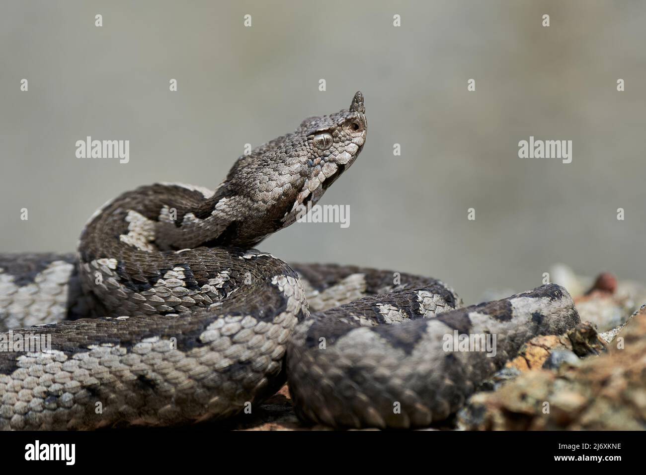 Nose-Horned Viper close-up (Vipera ammodytes Stock Photo - Alamy