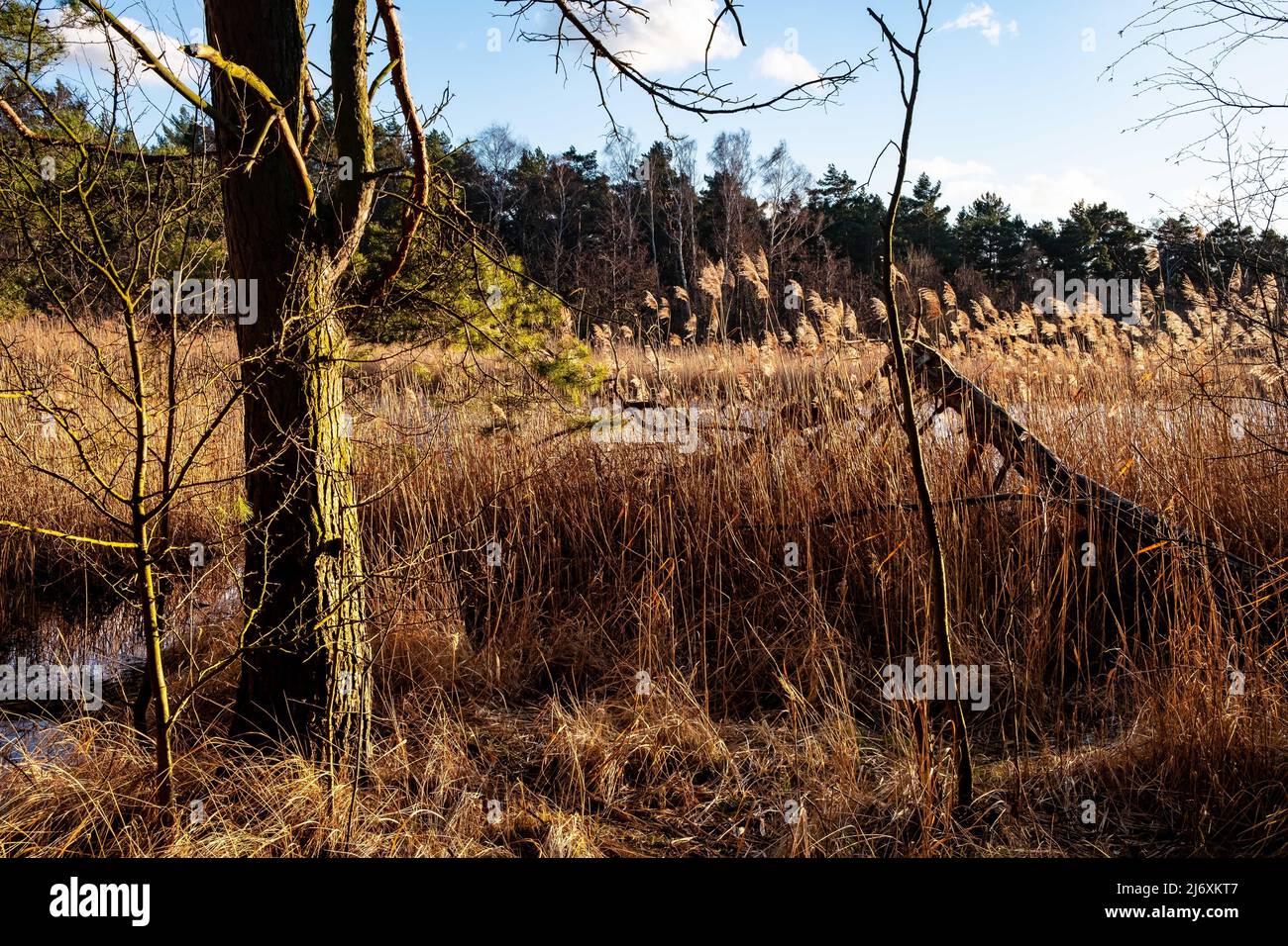 Bird Paradise - Ptasi Raj - wildlife reserve winter landscape with ...