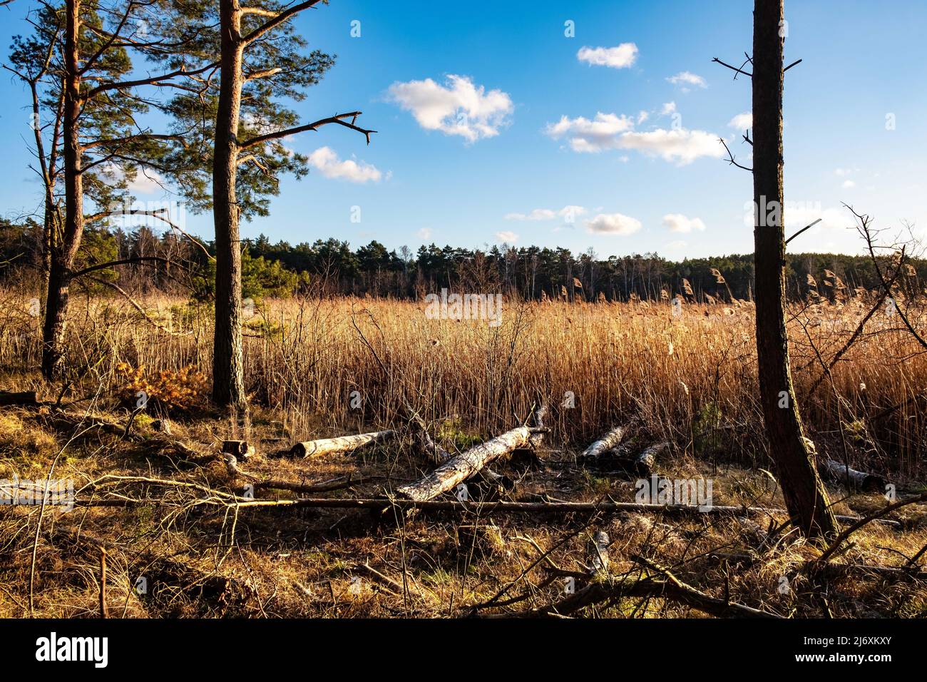 Bird Paradise - Ptasi Raj - wildlife reserve winter landscape with ...