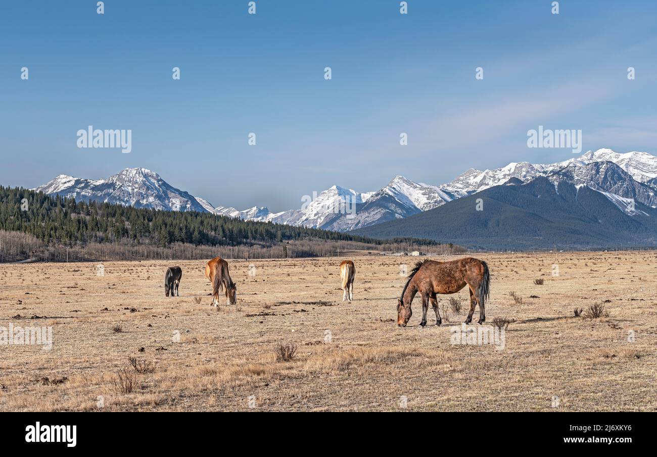 Indian horse country reservation hi-res stock photography and images ...