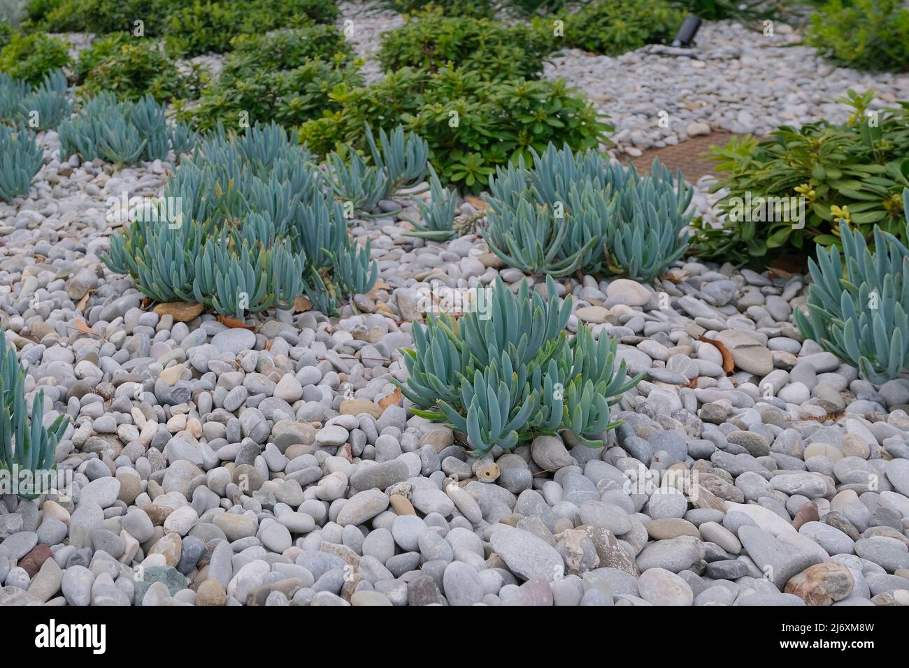 Pebbles flower hi-res stock photography and images - Alamy