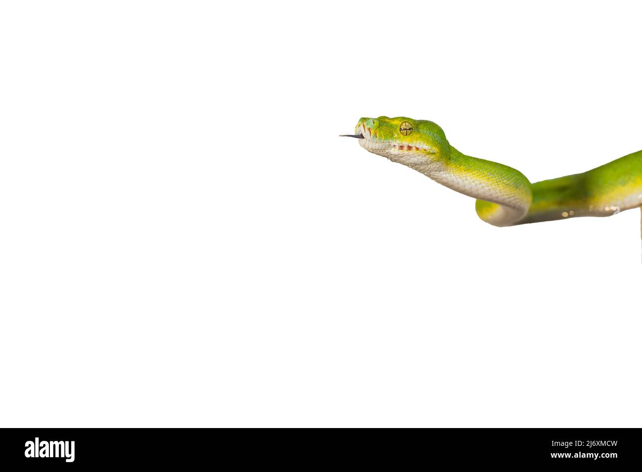 Emerald tree snake hi-res stock photography and images - Alamy