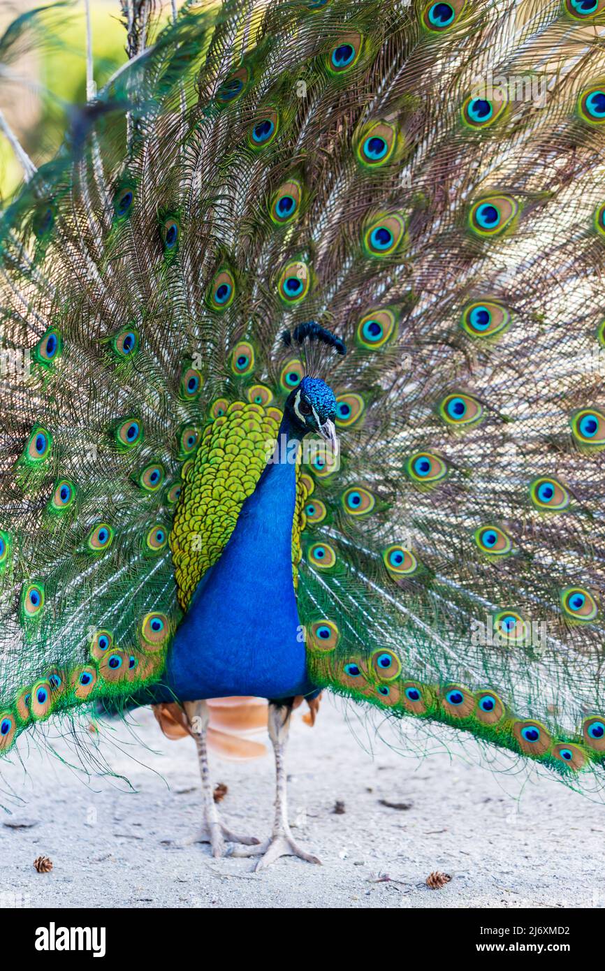 The beautiful colorful peacock bird has an outstretched tail Stock ...