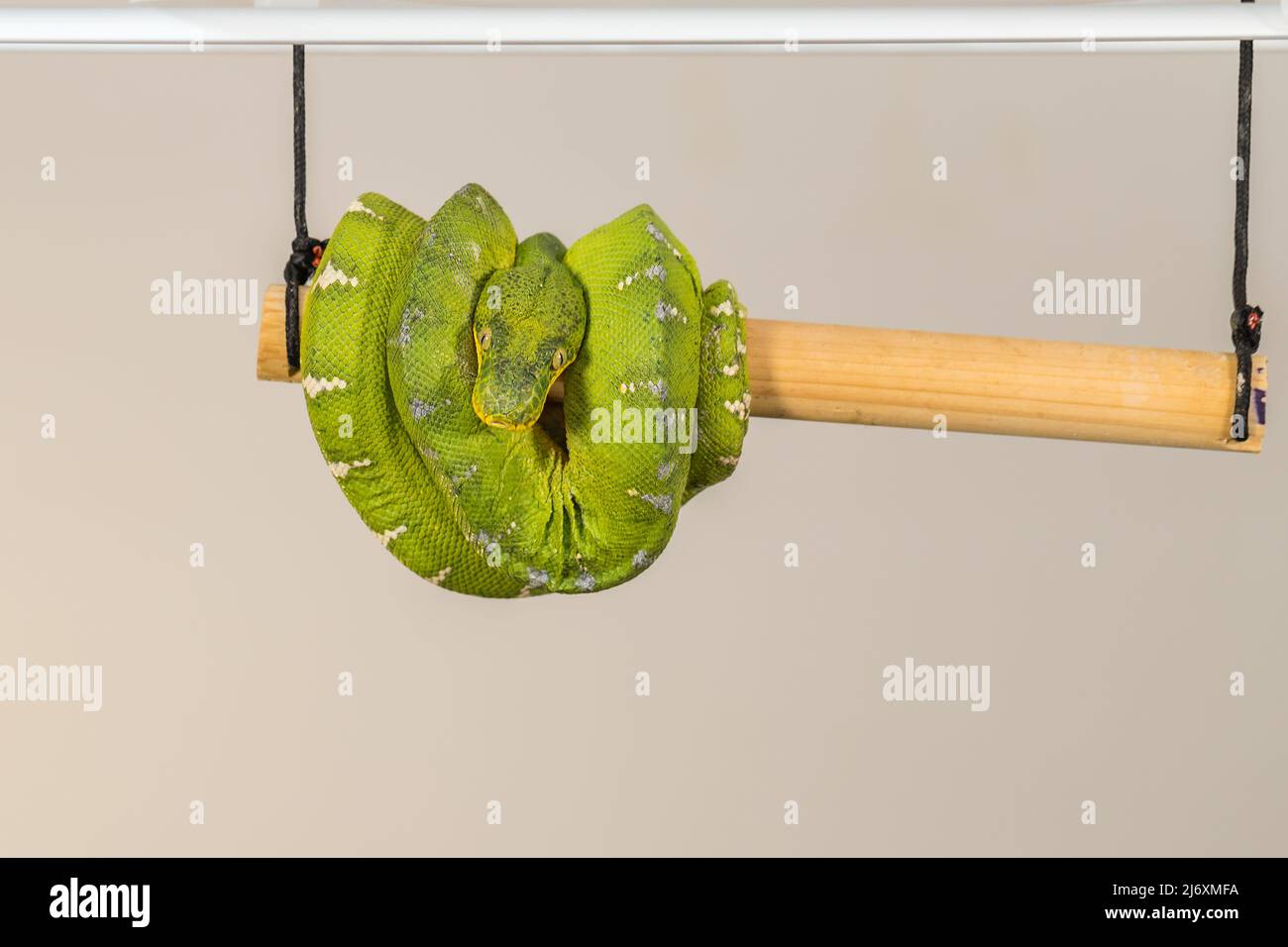 Corallus caninus - green snake coiled into a ball Stock Photo - Alamy