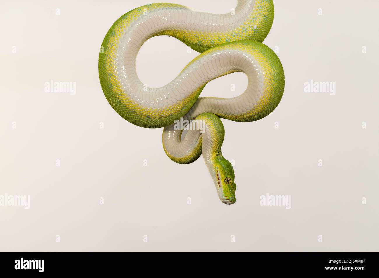 Corallus caninus - green snake coiled into a ball Stock Photo - Alamy