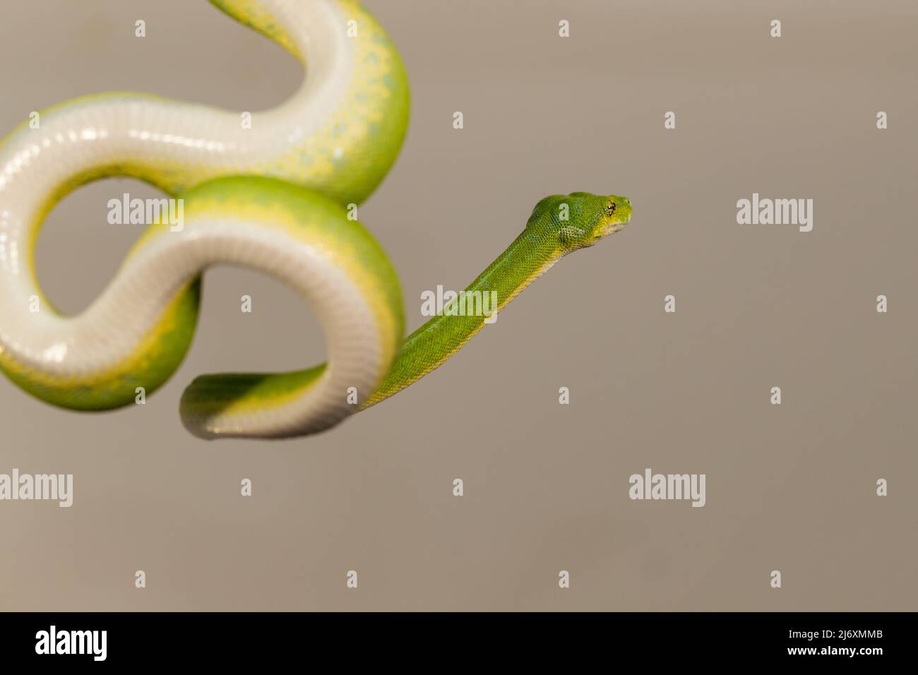 Emerald green boa constrictor coiled hi-res stock photography and ...