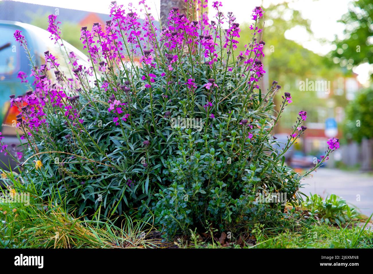 Tiny city gardens around the foot of a tree. Tree trunk garden on ...