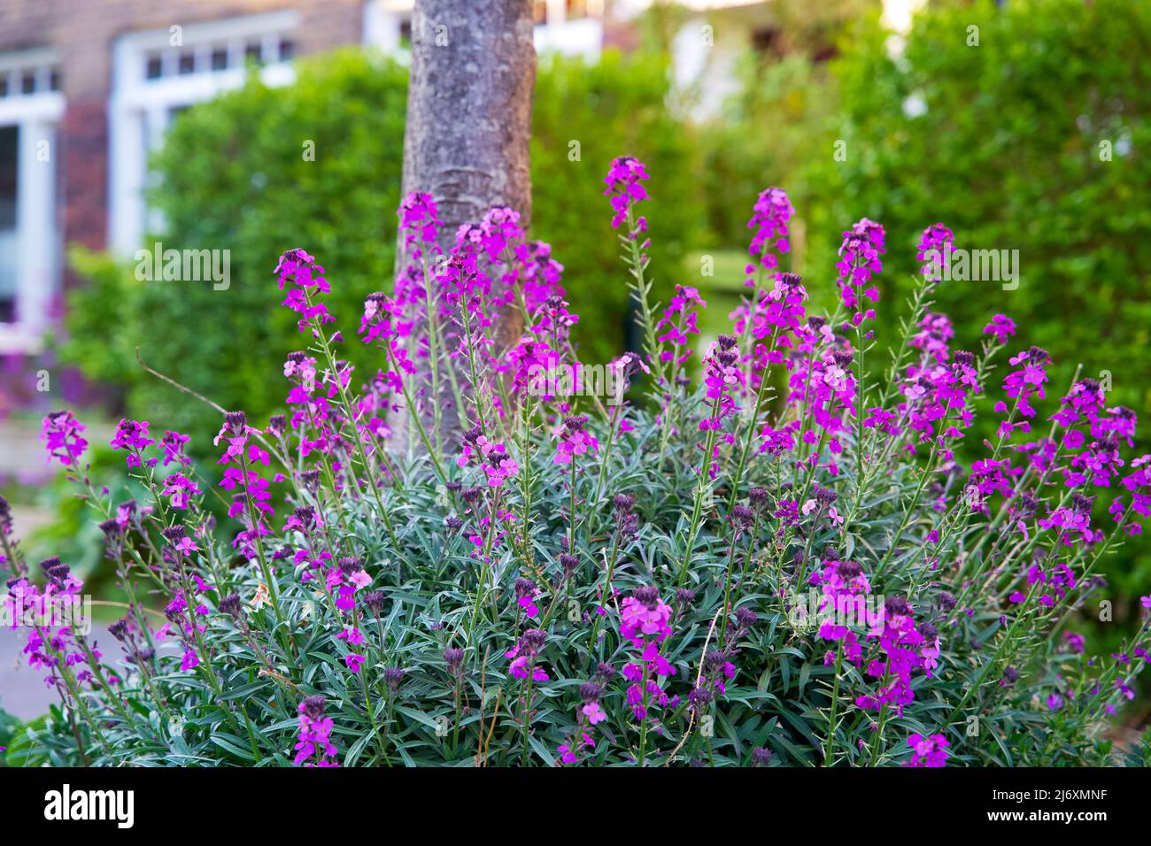 Tiny city gardens around the foot of a tree. Tree trunk garden on ...