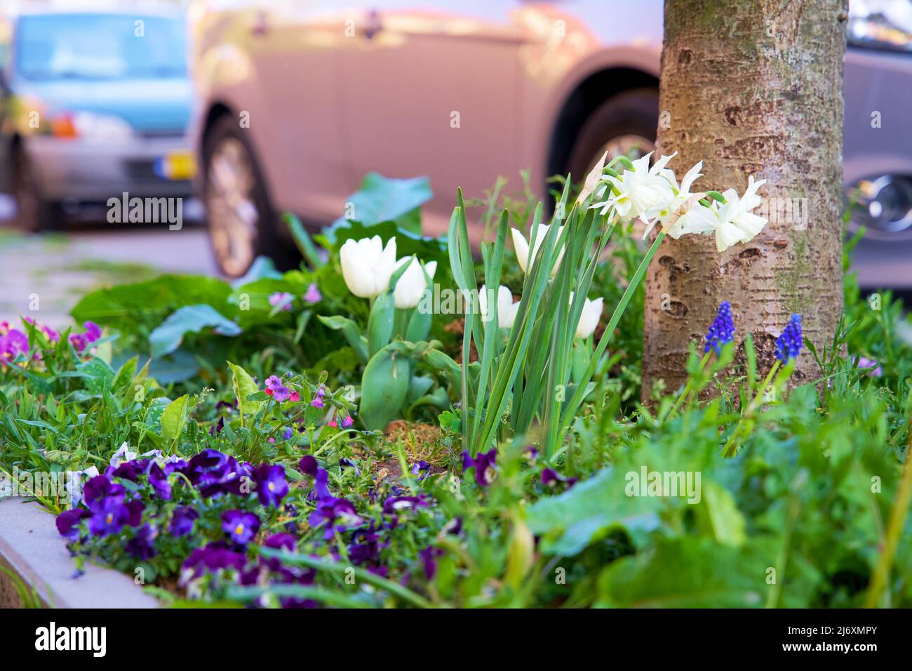 Tiny city gardens around the foot of a tree. Tree trunk garden on ...
