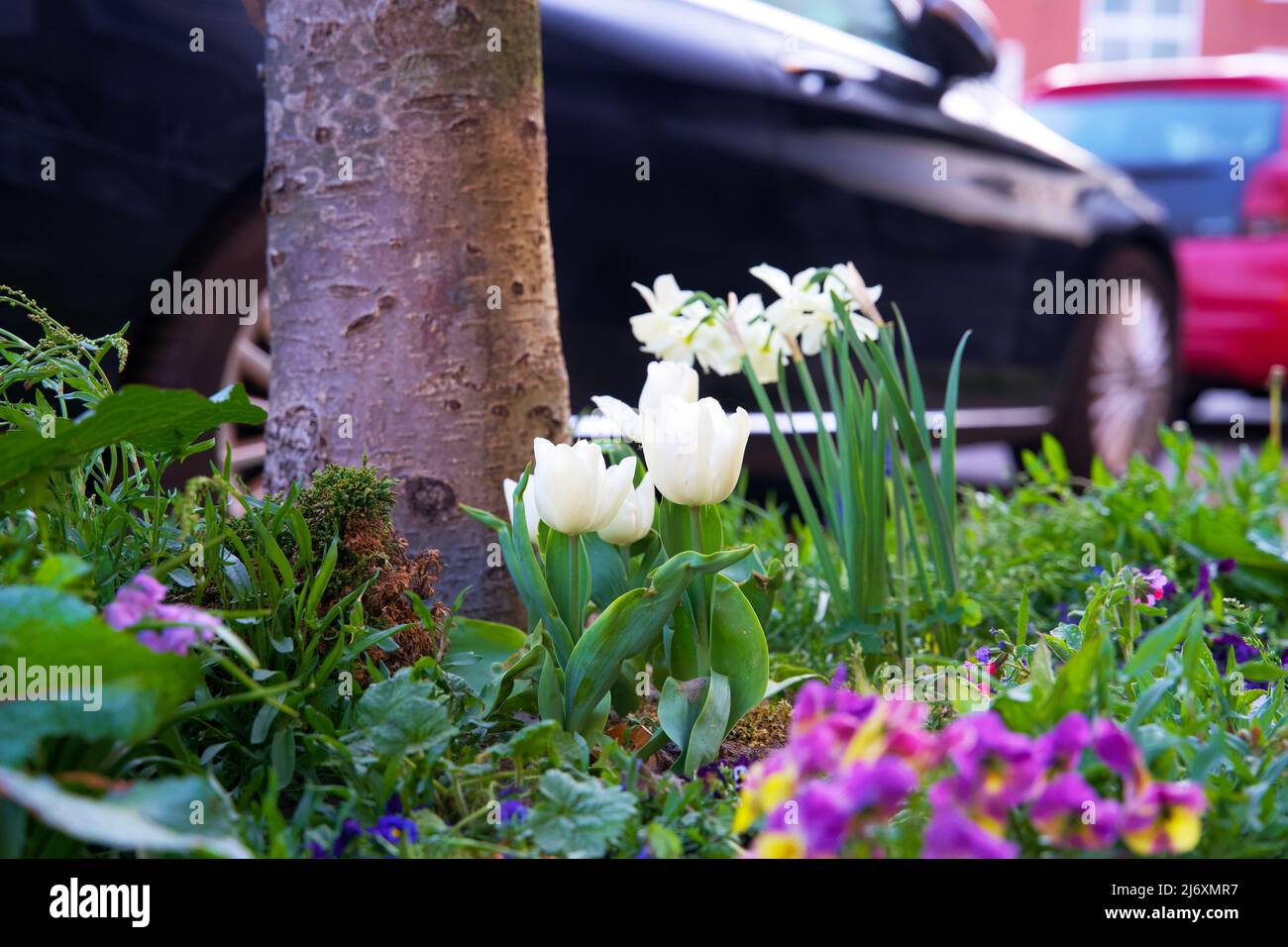 Tiny city gardens around the foot of a tree. Tree trunk garden on ...