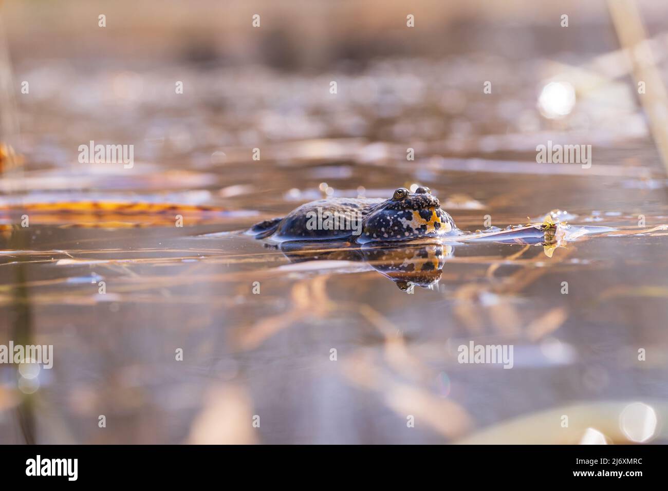Blue Frog - Frog Arvalis on the surface of a swamp. Photo of wild ...