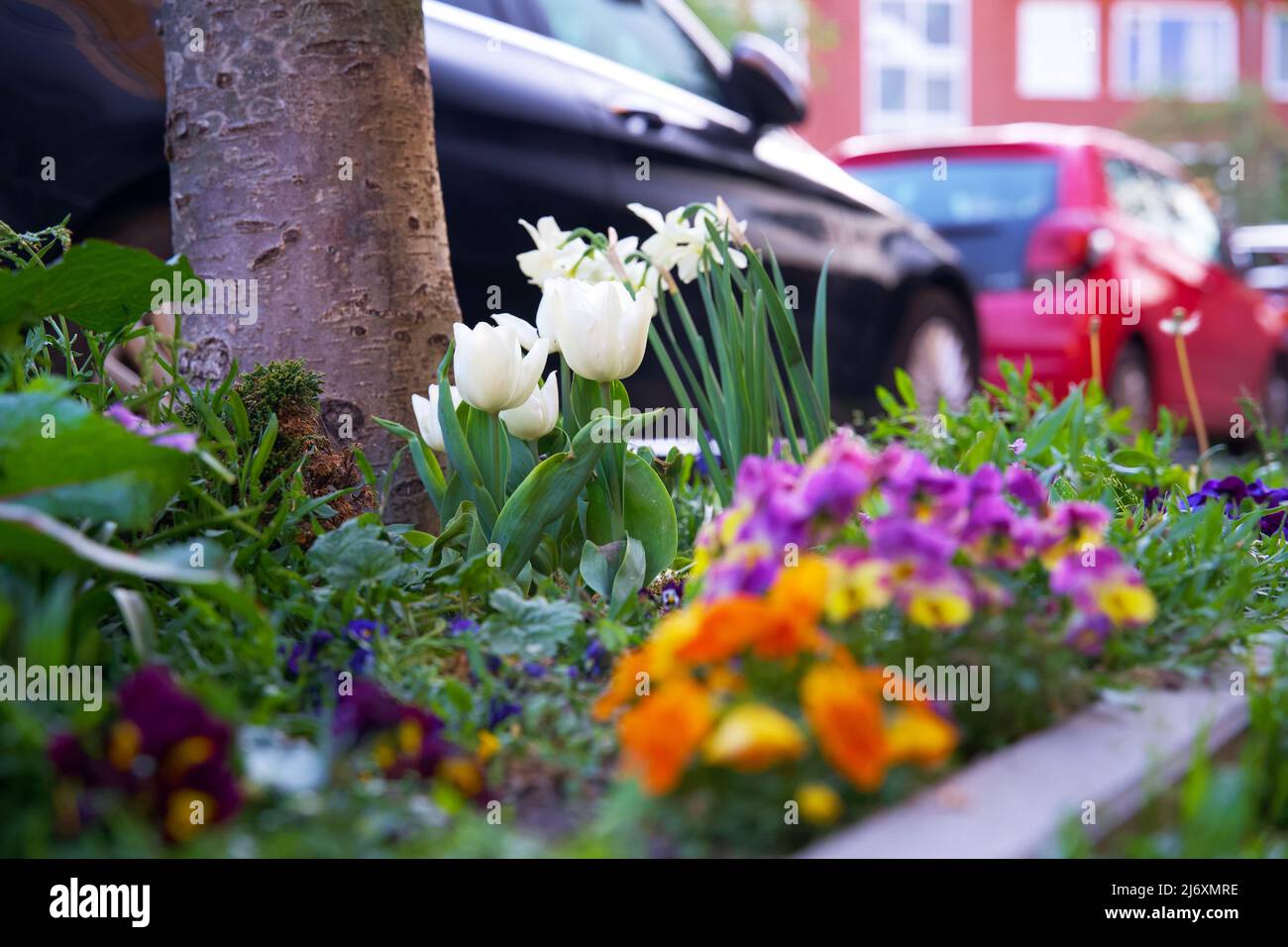 Tiny city gardens around the foot of a tree. Tree trunk garden on ...
